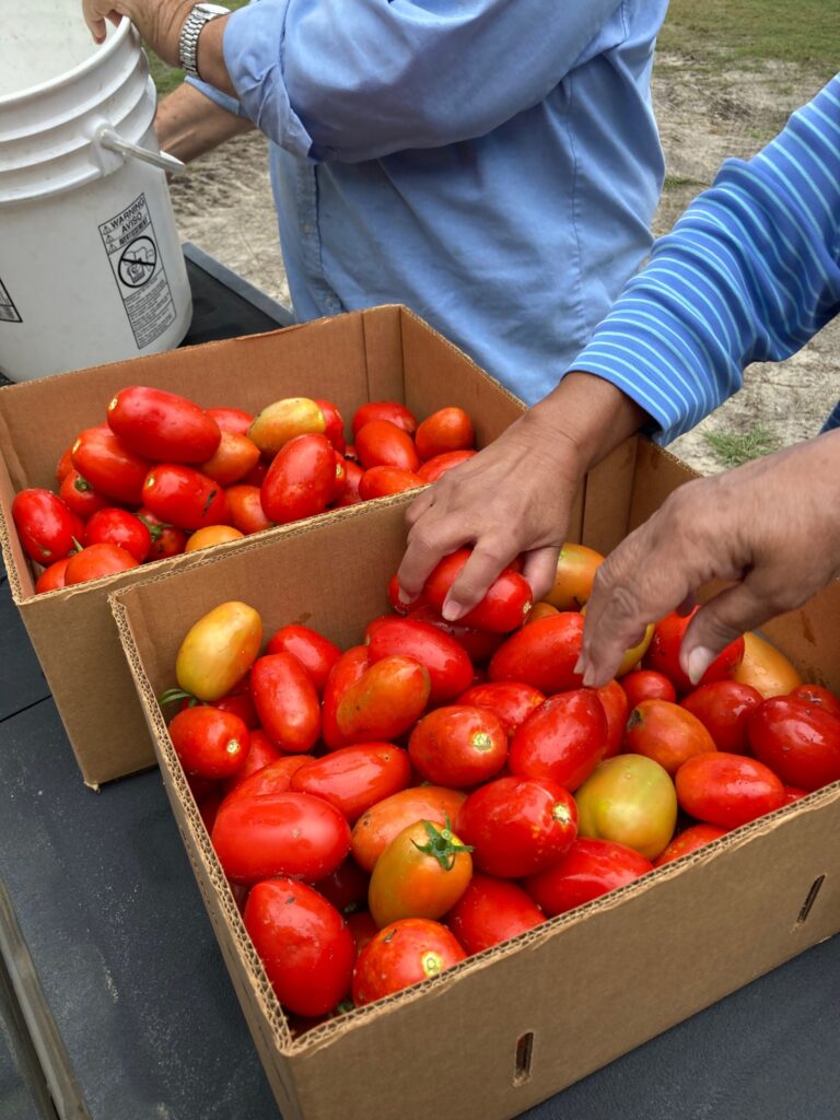 Farm Stands - Visit Vidalia